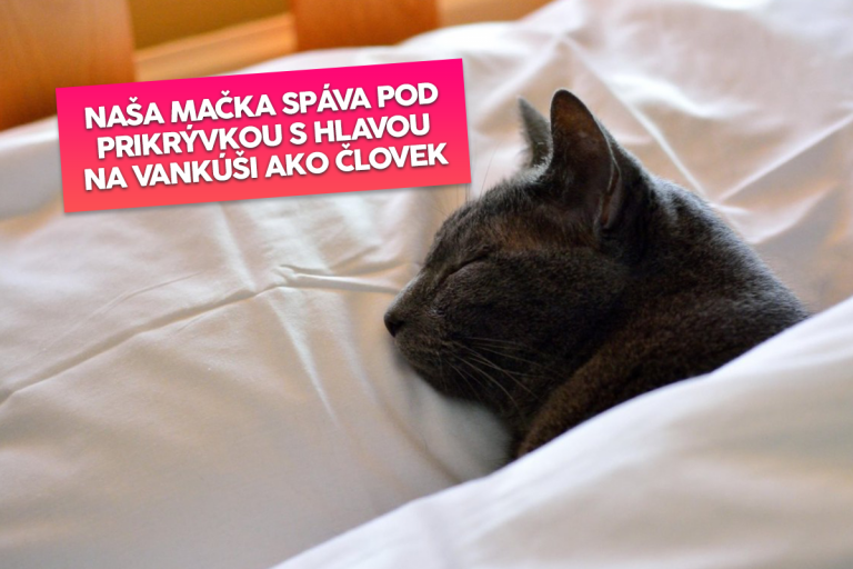 Mačky sú divné tvory a tieto obrázky sú toho dôkazom - Emefka.sk