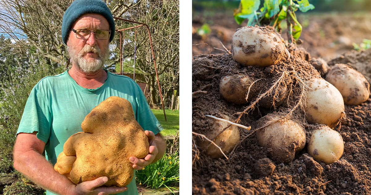 Test ukázal, že najväčší zemiak na svete nie je zemiak - Emefka.sk