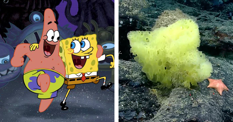 Predobrazy postáv zo seriálu Spongebob v šortkách - Emefka.sk