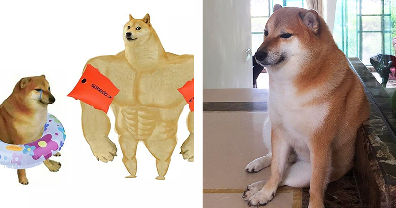 Zomrel psík, ktorý sa preslávil ako obľúbené meme Cheems - Emefka.sk