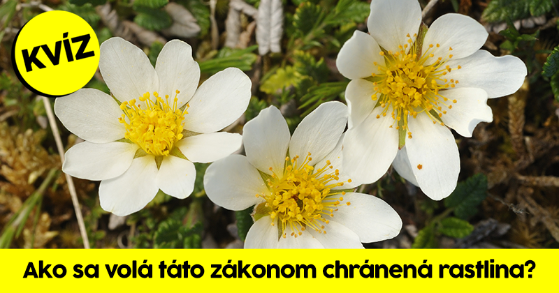 Poznáš tieto zákonom chránené rastliny zo Slovenska? - Emefka.sk