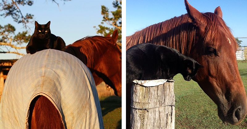 Dojemné a krásne kamarátstvo kocúra a koňa - Emefka.sk