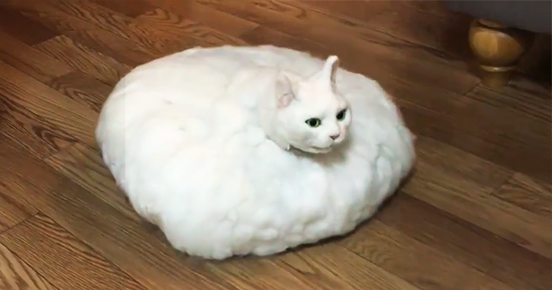 Japonec vyrobil robotický vysávač v tvare mačky - Emefka.sk