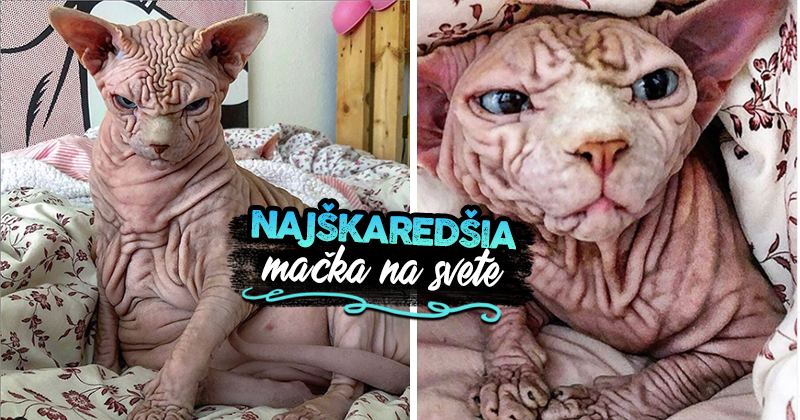 Mačka, ktorej sa zľakne aj najväčší milovník mačiek - Emefka.sk