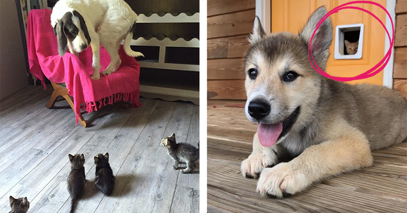 Obrázky, na ktorých sa mačky nekamarátia so psíkmi - Emefka.sk