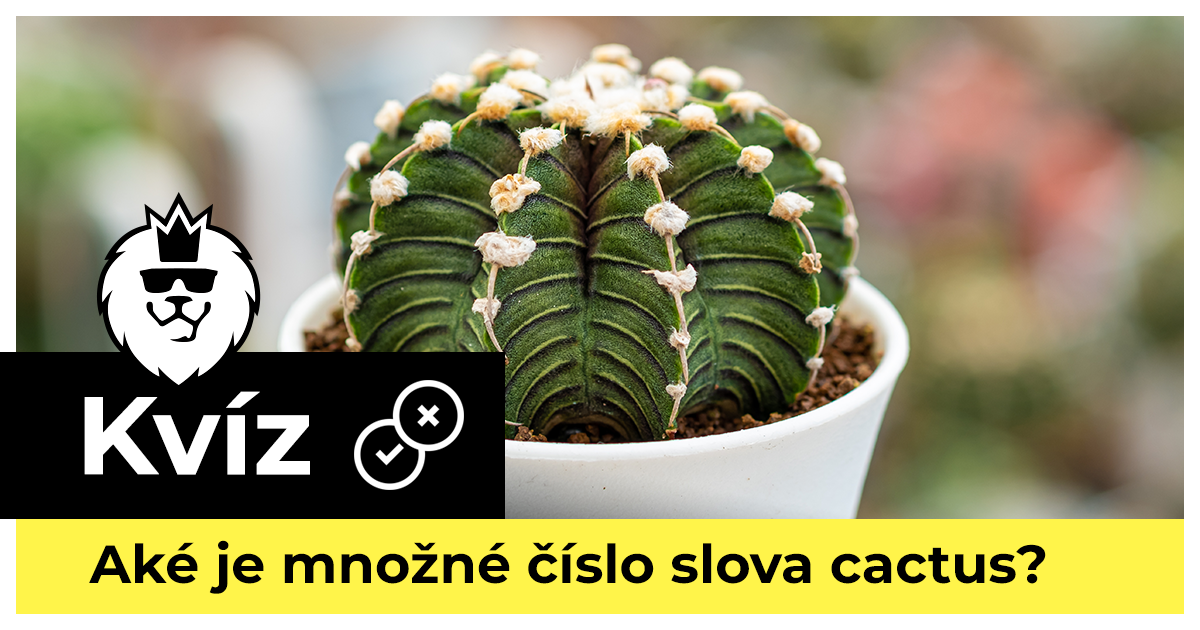 Kvíz: Ako sa povedia tieto anglické slová v množnom čísle? - Emefka.sk