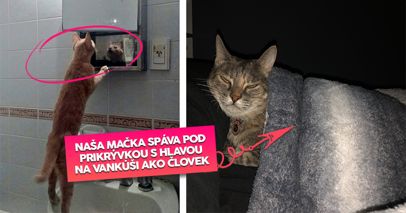 Mačky sú divné tvory a tieto obrázky sú toho dôkazom - Emefka.sk
