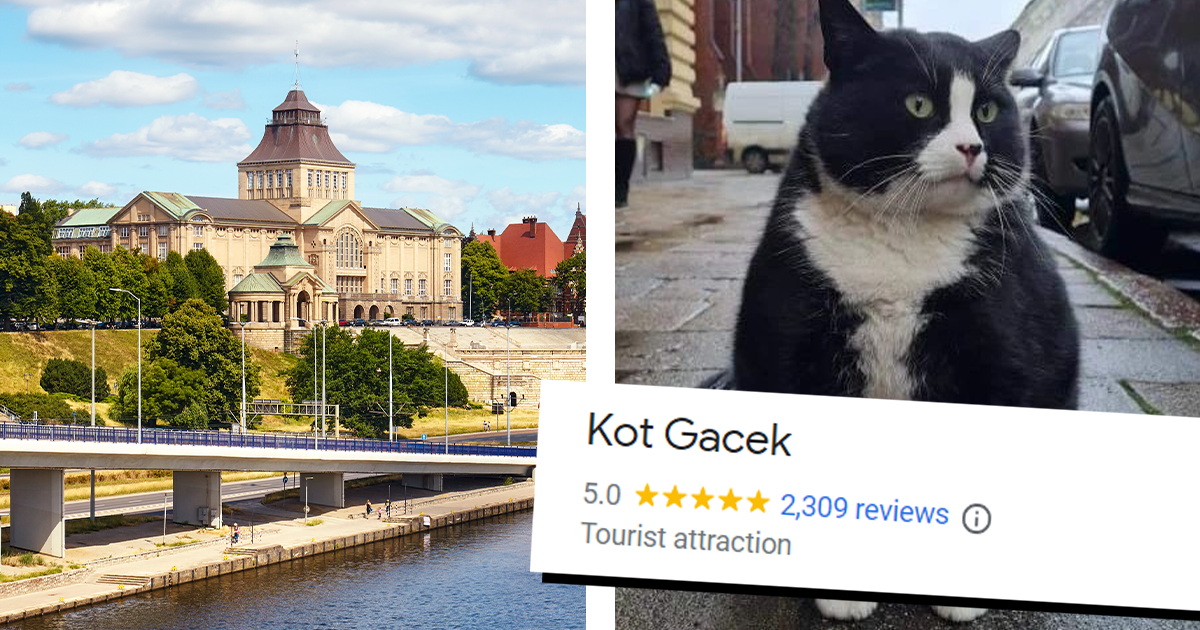 Najlepšie hodnotenou turistickou atrakciou v Štetíne sa stal kocúr ...