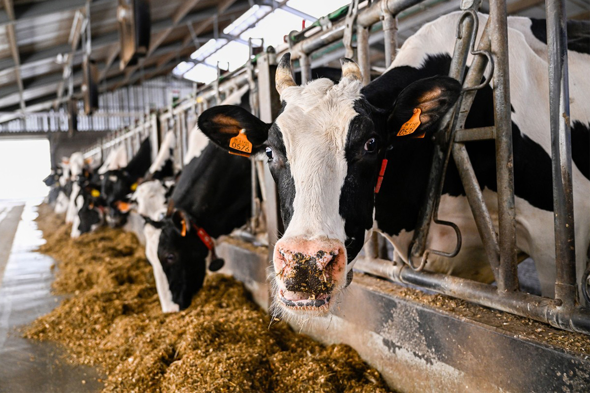 Čínski vedci údajne úspešne naklonovali tri vysoko produktívne „super ...