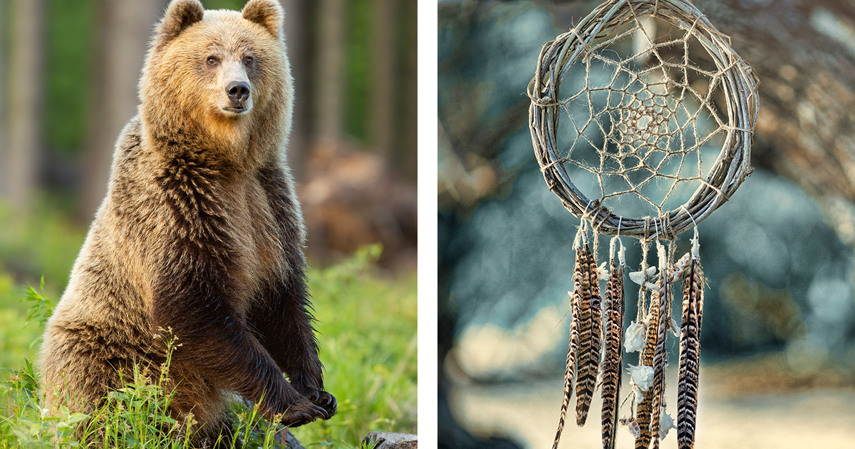 Na Slovensku čoraz častejšie útočia medvede. Čo však znamená, keď sa ti ...