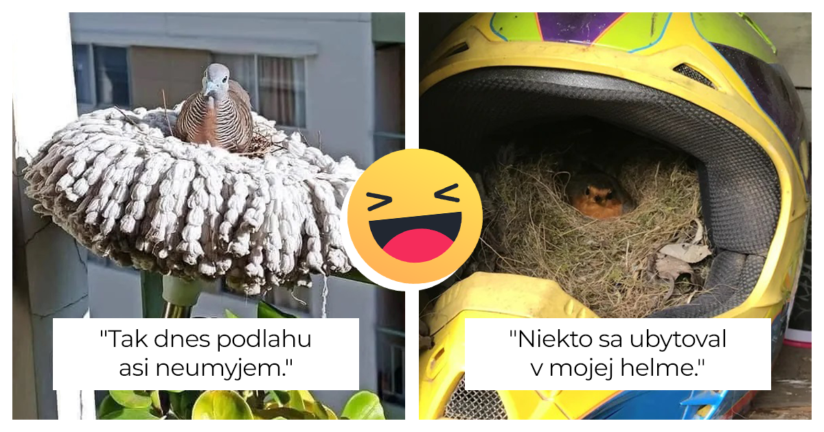 20 vtákov, ktoré si "strategicky" postavili hniezdo na tom najhoršom ...