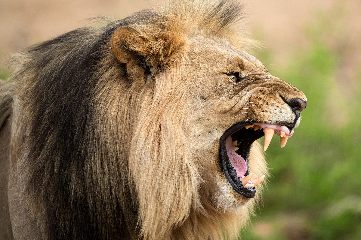 Tragédia na severe Slovenska. Lev zabil majiteľa ranča pri Žiline ...
