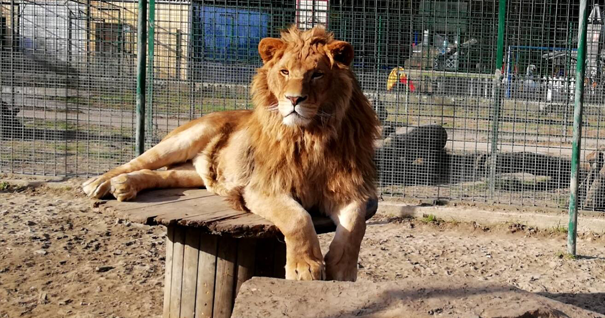 Tragédia na severe Slovenska. Lev zabil majiteľa ranča pri Žiline ...