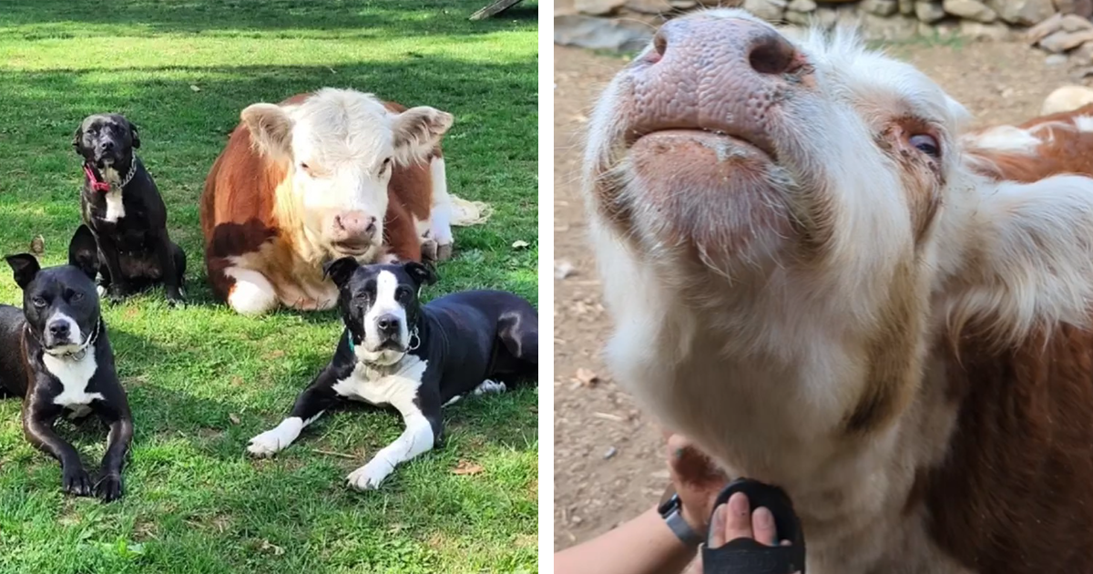 Mini kravička vyrastajúca medzi psami si myslí, že aj ona je bundáš ...