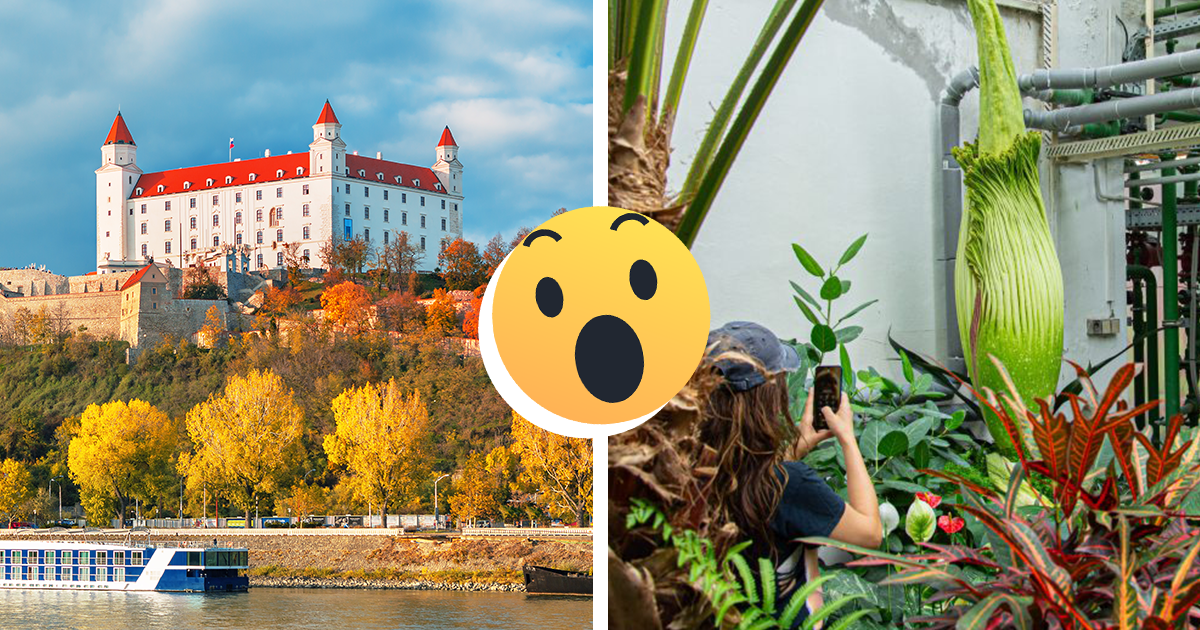 Bratislava sa pripravuje na obrovský smrad. "Kvet mŕtvoly" sa rozhodol ...