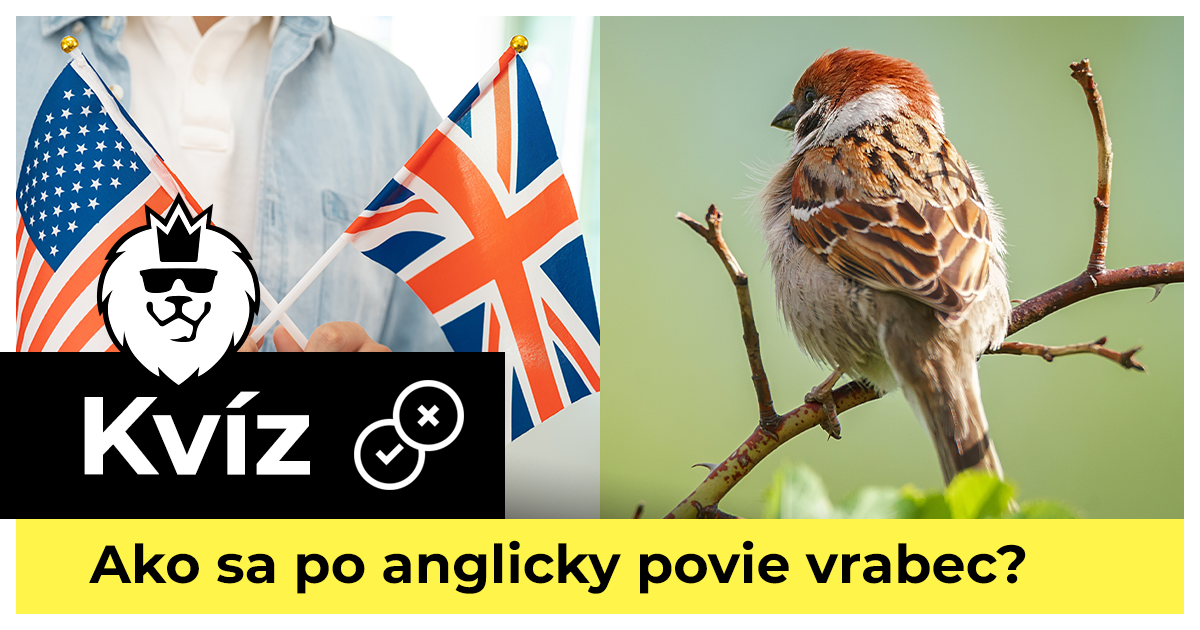 KVÍZ: Pes a mačka stačiť nebudú. Vieš, ako sa po anglicky povedia tieto ...