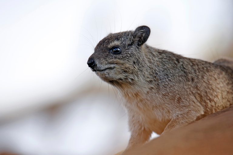 Hyrax - daman je nové obľúbené zviera internetu - Emefka.sk