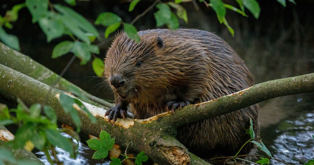 Čo nespraví Čech, o to sa postará bobor. Bobry ušetrili ČR milióny - EMEFKA
