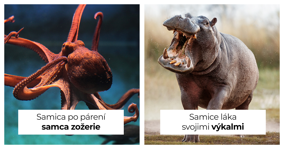 Vábi ich neodolateľná vôňa moču. Toto je 5 druhov zvierat, u ktorých ...