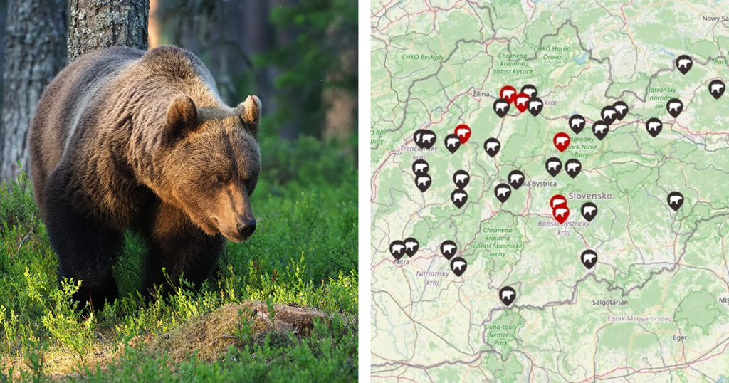 Interaktívna mapa ti ukáže, kde na Slovensku úradovali medvede