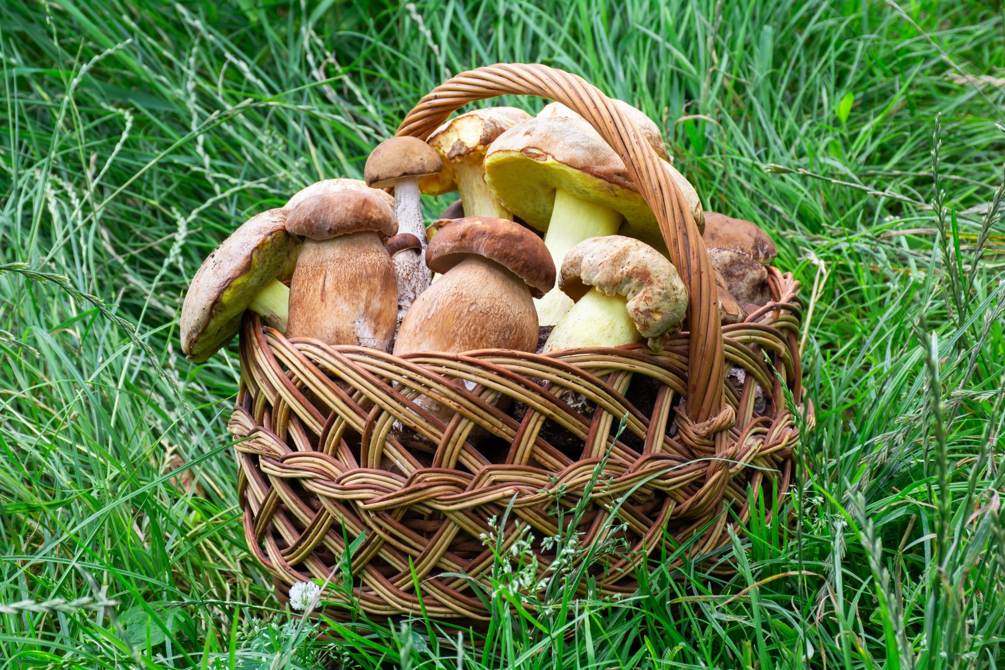 Na huby na Slovensku: Toto sú najlepšie lokality - Emefka.sk