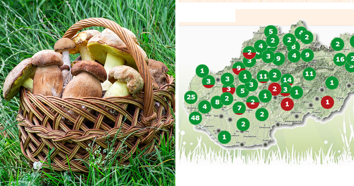 Na huby na Slovensku: Toto sú najlepšie lokality - Emefka.sk