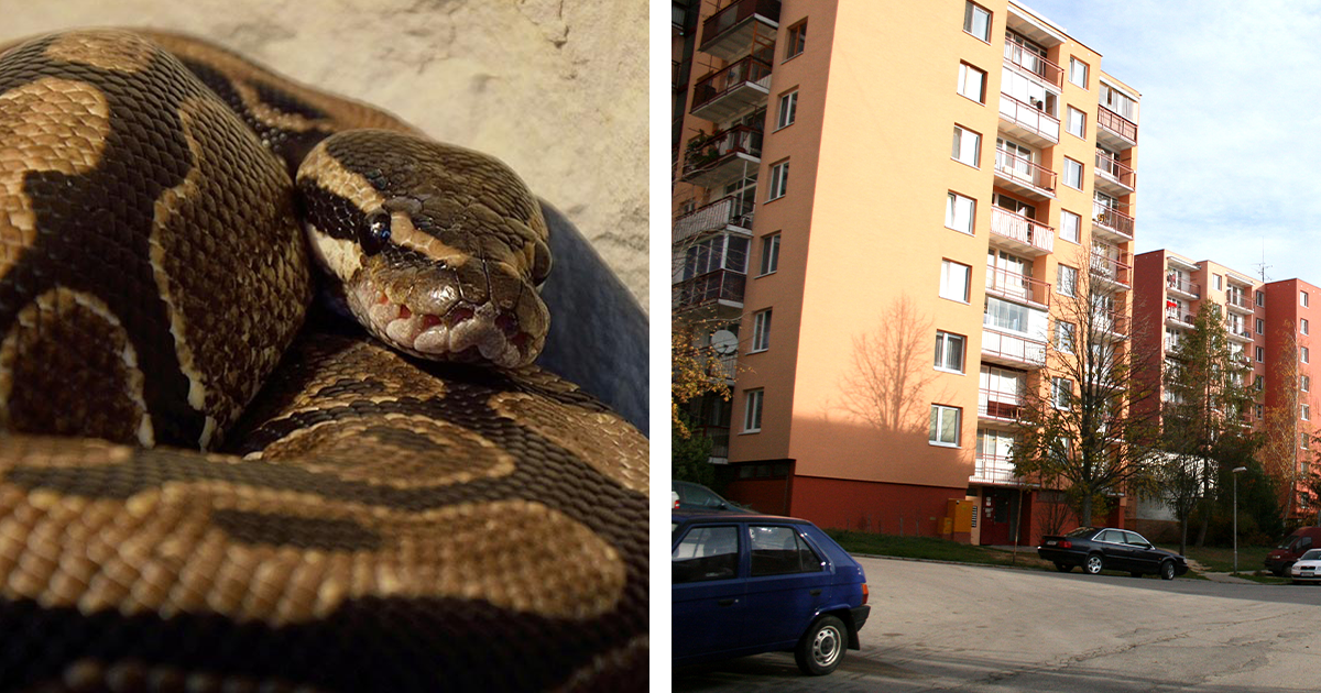 Podchladený pytón na slovenskom sídlisku: Polícia reagovala - Emefka.sk