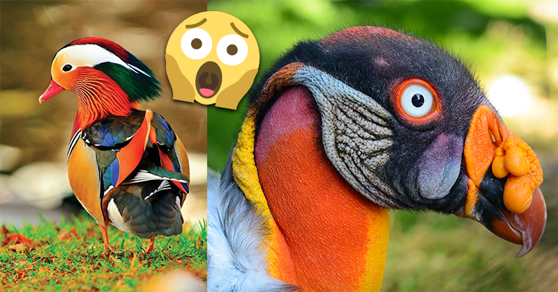 Zvláštne, no zaujímavé vtáky, ktoré vyzerajú ako z inej planéty - Emefka