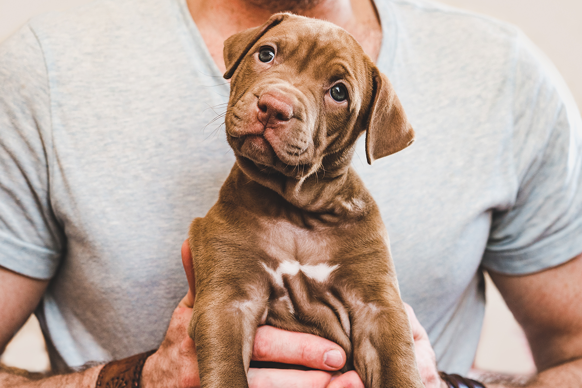 Fotky psov, keď boli malé verzus teraz - Emefka