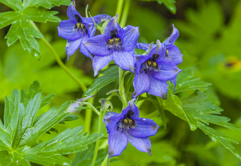 Poznáš tieto zákonom chránené rastliny zo Slovenska? - Emefka