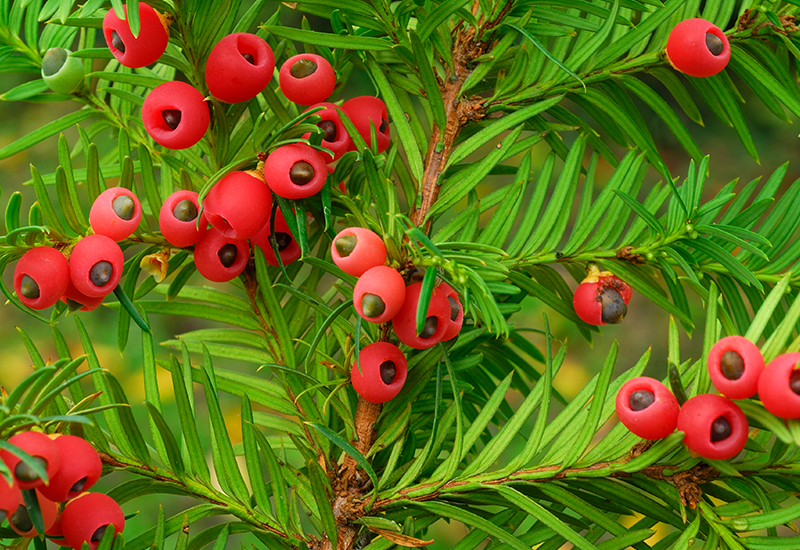 Poznáš tieto zákonom chránené rastliny zo Slovenska? - Emefka