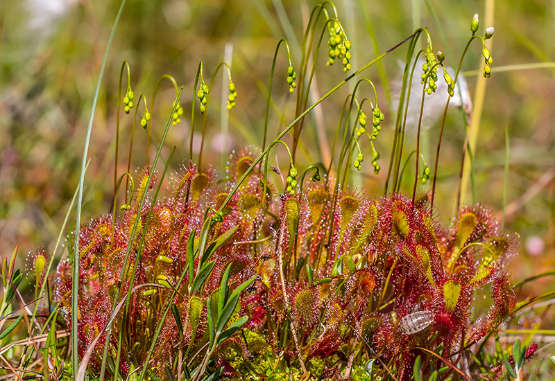 Poznáš tieto zákonom chránené rastliny zo Slovenska? - Emefka