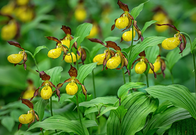 Poznáš tieto zákonom chránené rastliny zo Slovenska? - Emefka