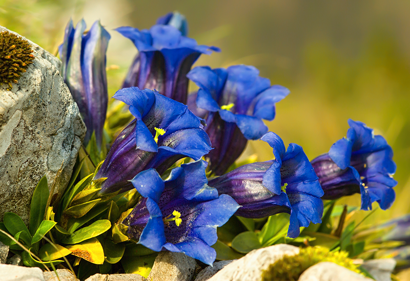 Poznáš tieto zákonom chránené rastliny zo Slovenska? - Emefka