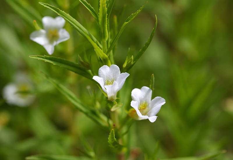 Poznáš tieto zákonom chránené rastliny zo Slovenska? - Emefka