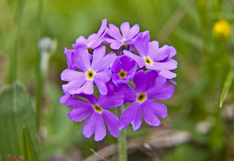 Poznáš tieto zákonom chránené rastliny zo Slovenska? - Emefka