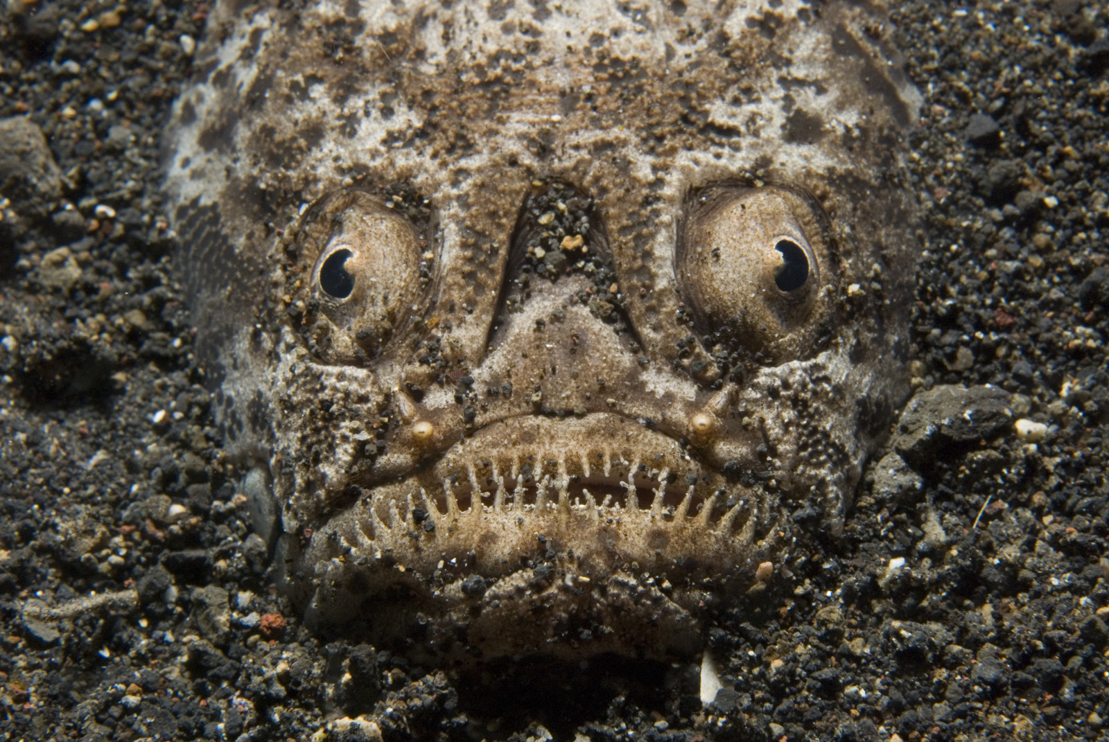 Najbizarnejšie ryby, ktoré žijú v hlbinách oceánov #2 - Emefka