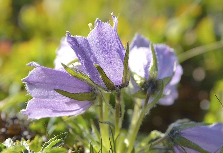Poznáš tieto zákonom chránené rastliny zo Slovenska? - EMEFKA