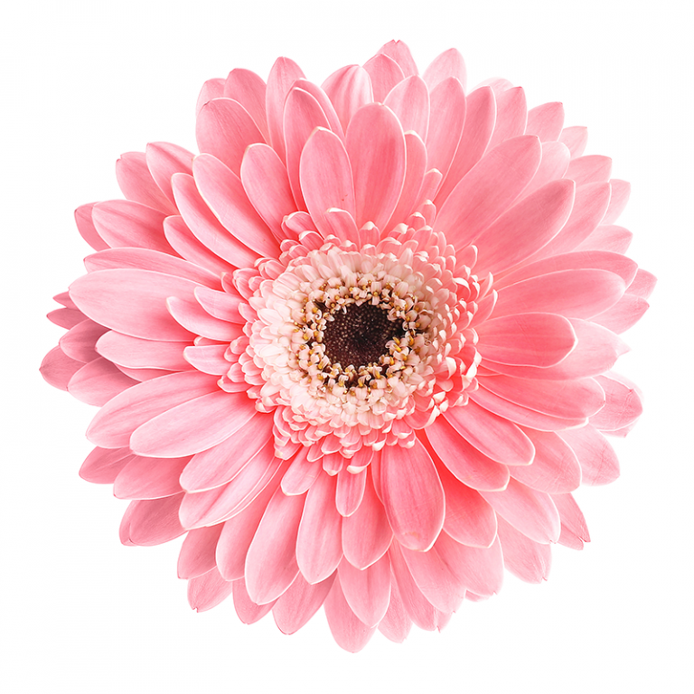 Otestuj sa: Ako dobre poznáš názvy kvetov? - EMEFKA