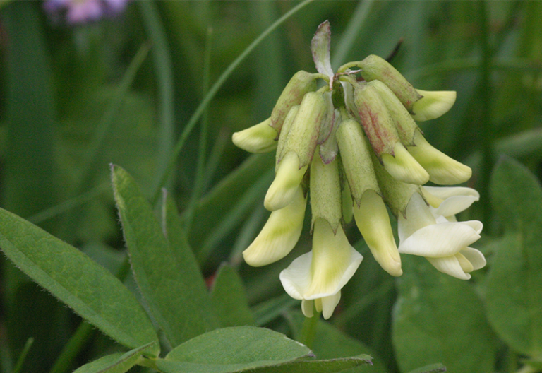 Poznáš tieto zákonom chránené rastliny zo Slovenska? - EMEFKA