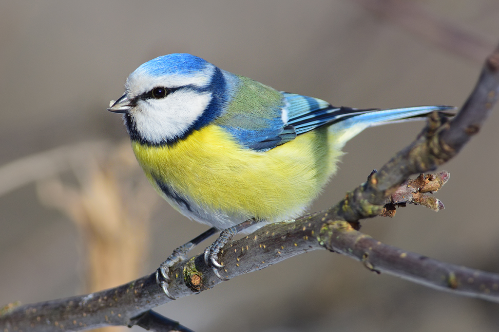 Otestuj sa: Ako dobre sa vyznáš v slovenskom vtáctve? - EMEFKA