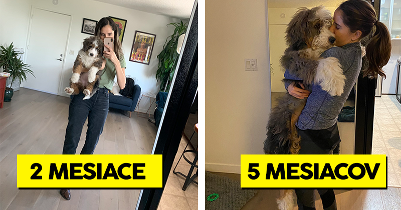 Fotky psov, keď boli malé verzus teraz - EMEFKA