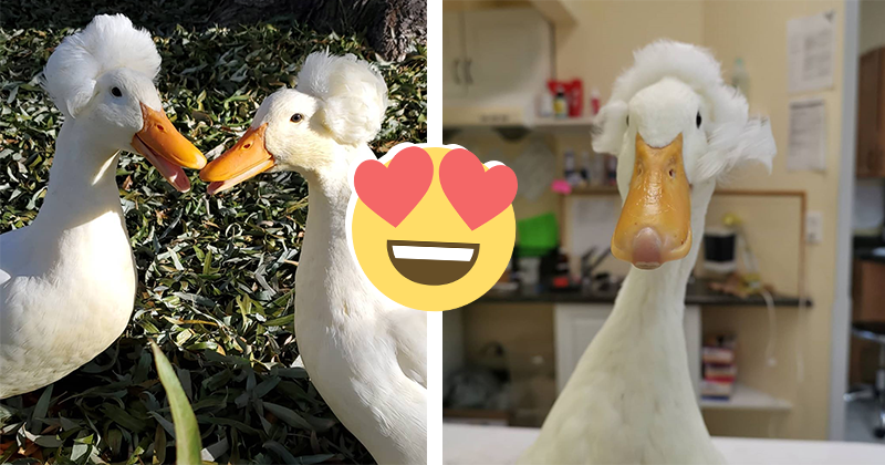 Kačice, ktoré vyzerajú, akoby nosili parochne - EMEFKA