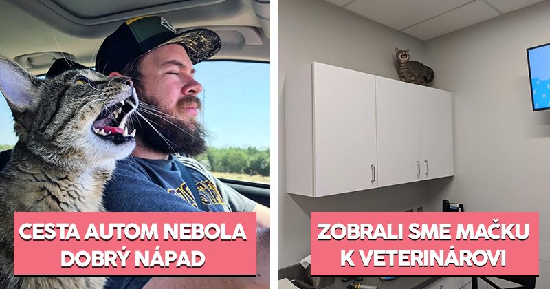 Zábavné fotografie mačiek, ktoré doslova počuješ - EMEFKA