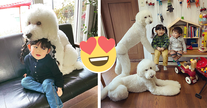 Priateľstvo medzi deťmi a psíkmi je láska na prvý pohľad - EMEFKA