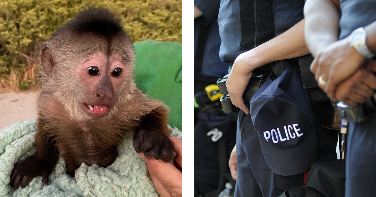 Policajtov do zoo zavolala malá opica - EMEFKA