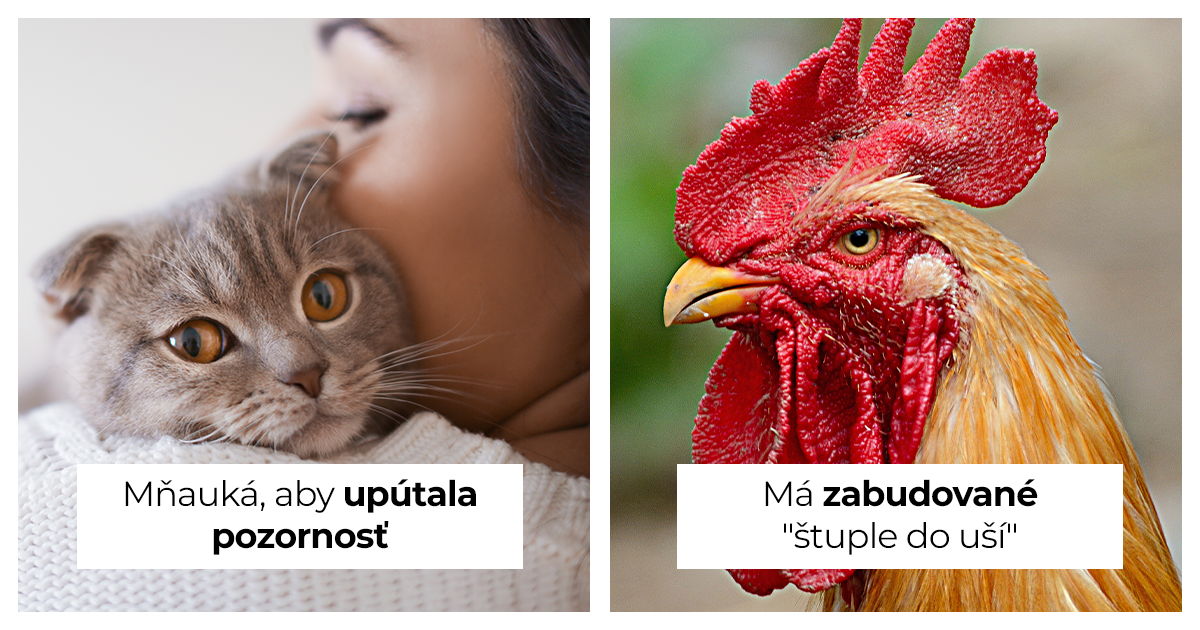 Ktoré zviera má na jazyku ostne? 15 famóznych legiend zo zvieracej ríše ...