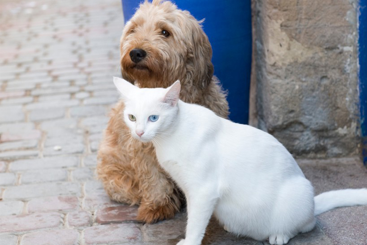 Anketa dňa: Máš radšej psy alebo mačky? - EMEFKA