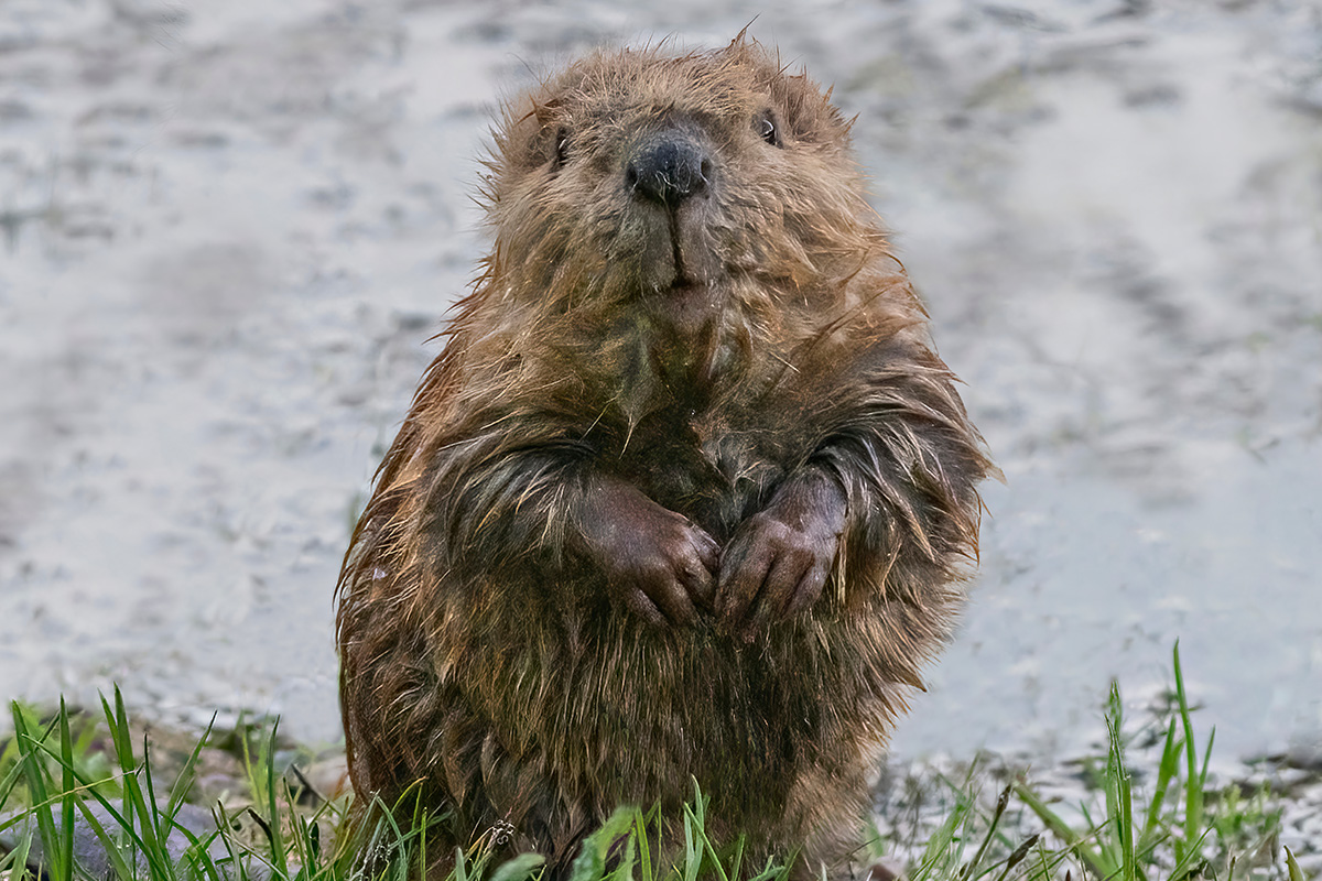 Polícia pátra po páchateľovi, ktorý v Zohore usmrtil dvoch bobrov - EMEFKA