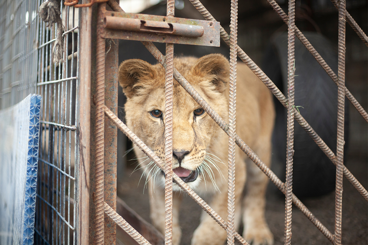 Polícia obvinila majiteľa cirkusu za protiprávne držanie 14 levov ...